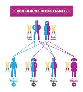 遺伝子とは？DNAとは？染色体、ゲノムなど関連語含めわかりやすく解説！ - Lab BRAINS